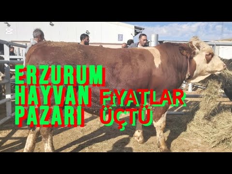 FİYATLAR YÜKSELİŞTE ERZURUM HAYVAN PAZARI