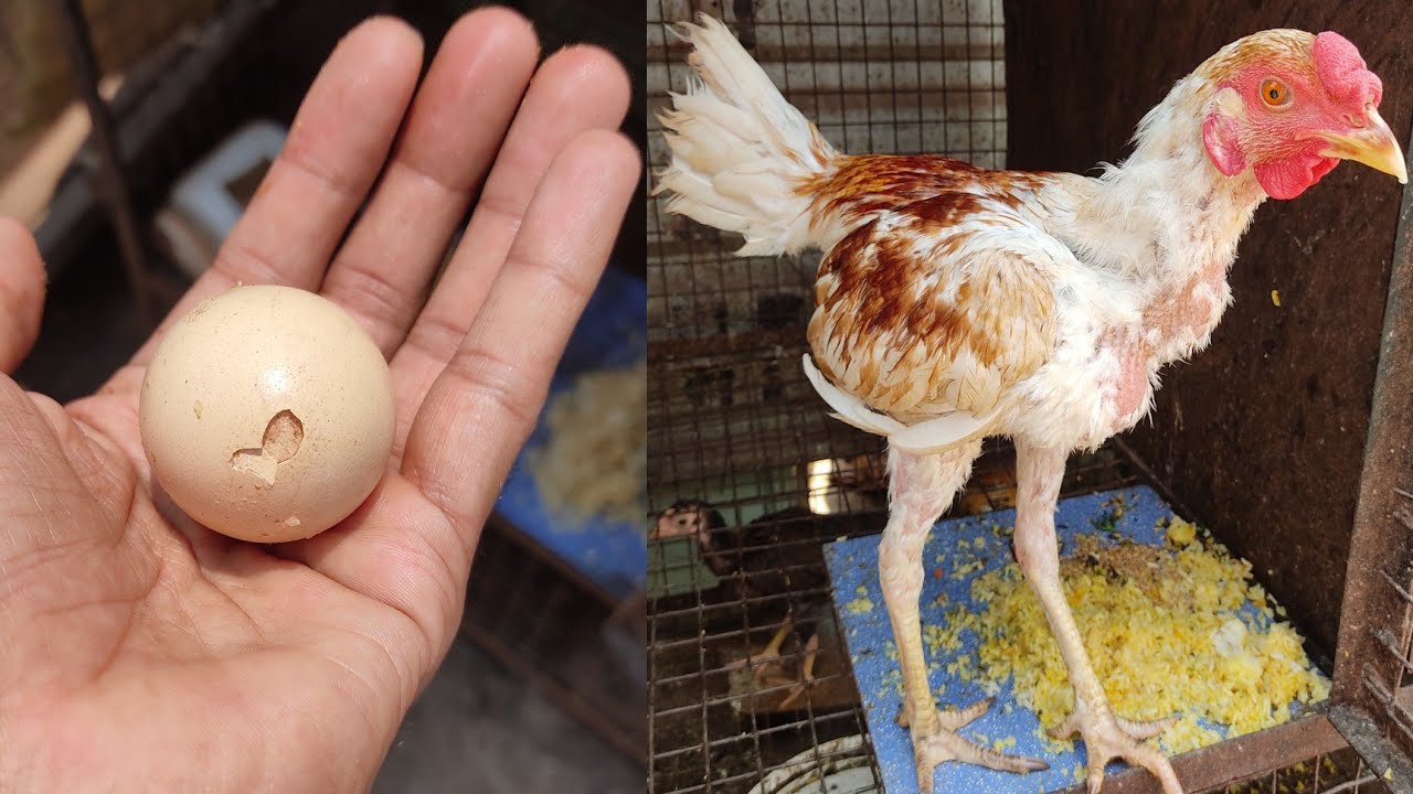 Dogle Murgi Ka Anda Phoot Gaya 🥚 || Murga Murgi || Chickens - YouTube