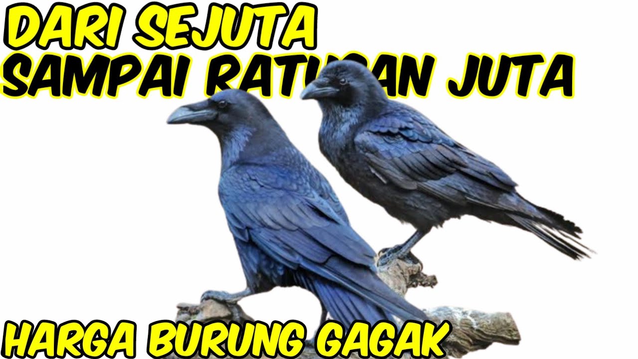 HARGA BURUNG GAGAK GAOK DAN GAGAK ENGKAK DI INDONESIA - YouTube
