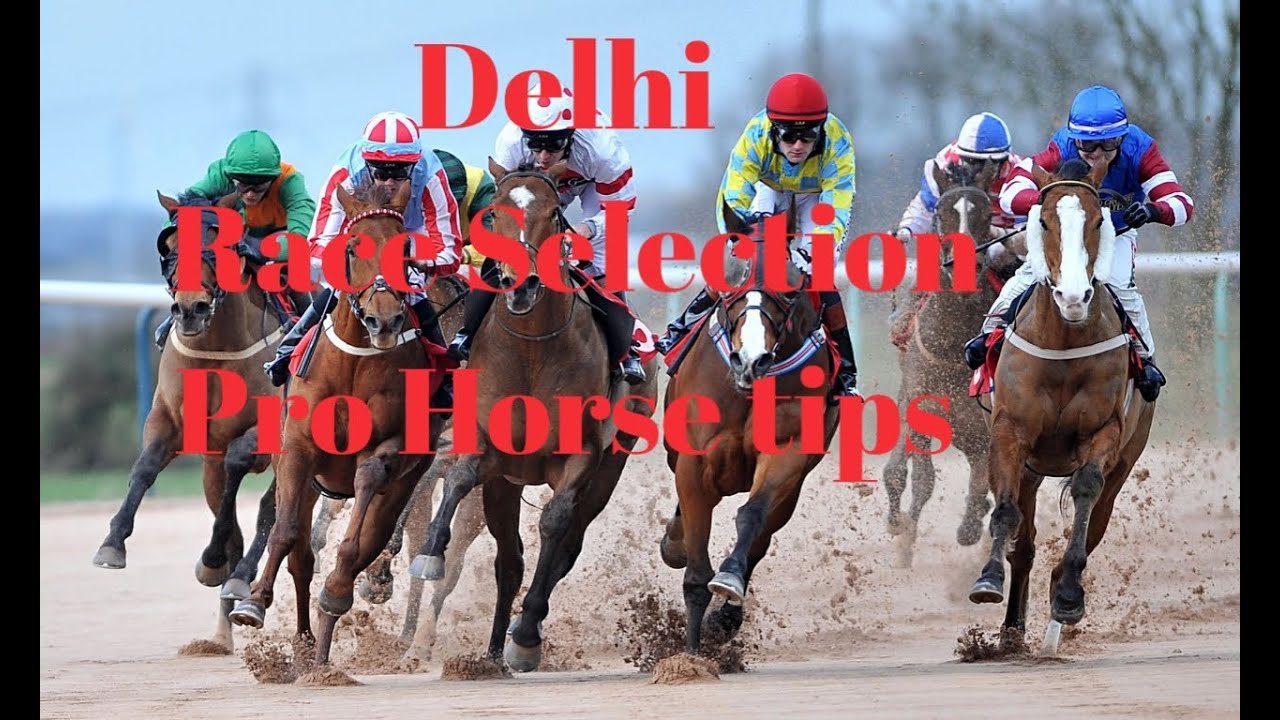 DELHI RACE TIPS | 19/11/2024 | HORSE RACING TIPS | DELHI HORSE RACE ...