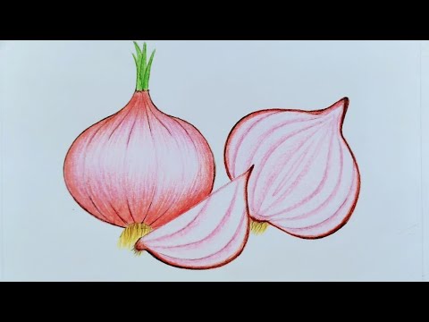 How to draw onion step by step || Onion drawing and colouring || Onion ...