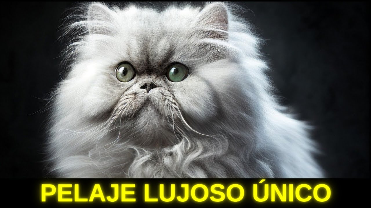 Gato persa exotico 🐱 - YouTube