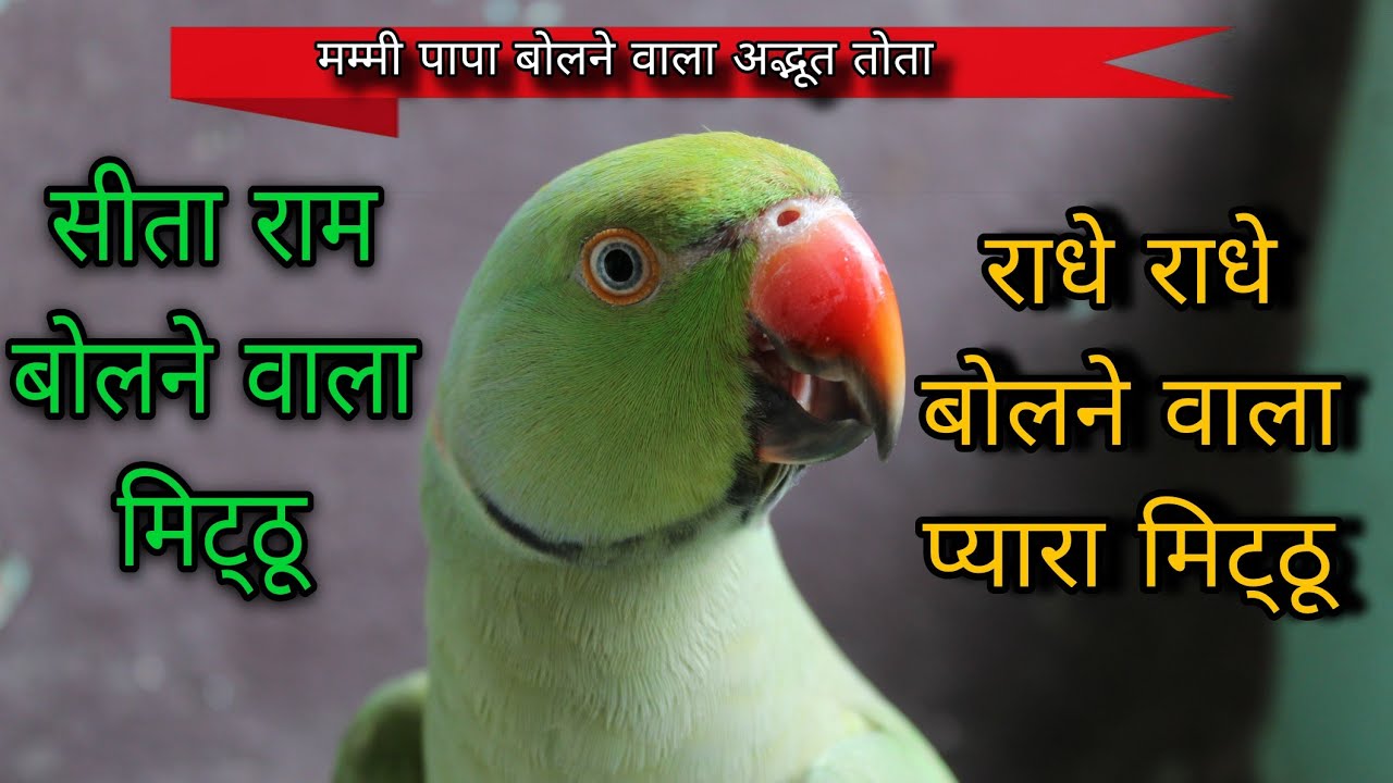 Sita ram bolne wala tota🚩Radhe Radhe bolne wala Parrot😱सीता राम राधे ...
