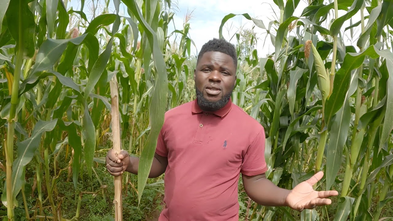 Struggles Of A Young Ugandan Maize Farmer - Is It Really Profitable? - YouTube