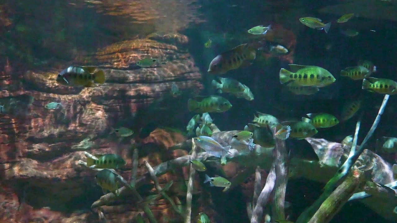 Congo River Basin Fish