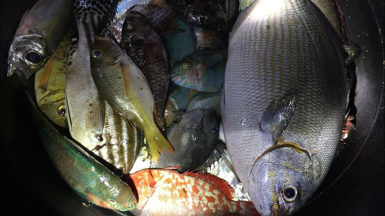 TRADITIONAL NET FISHING called LAMBAT | paano manghuli gamit LAMBAT ...