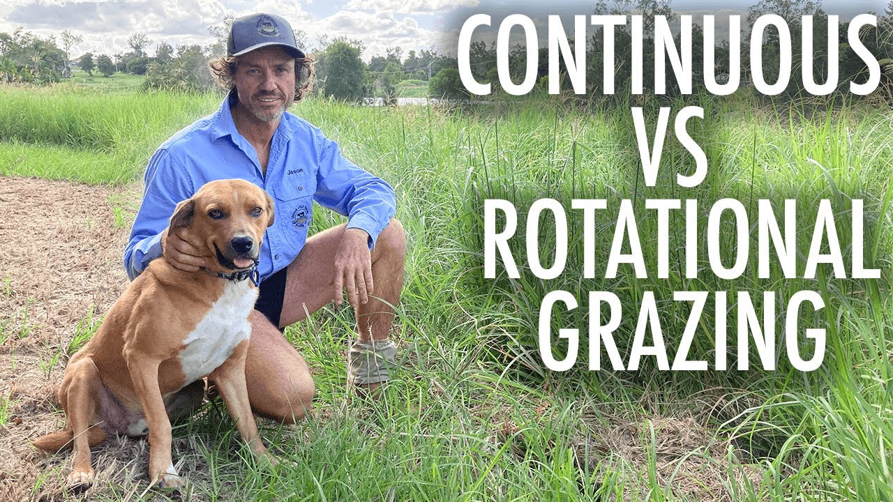 CONTINUOUS VS ROTATIONAL GRAZING (THE FACTS)!! - YouTube