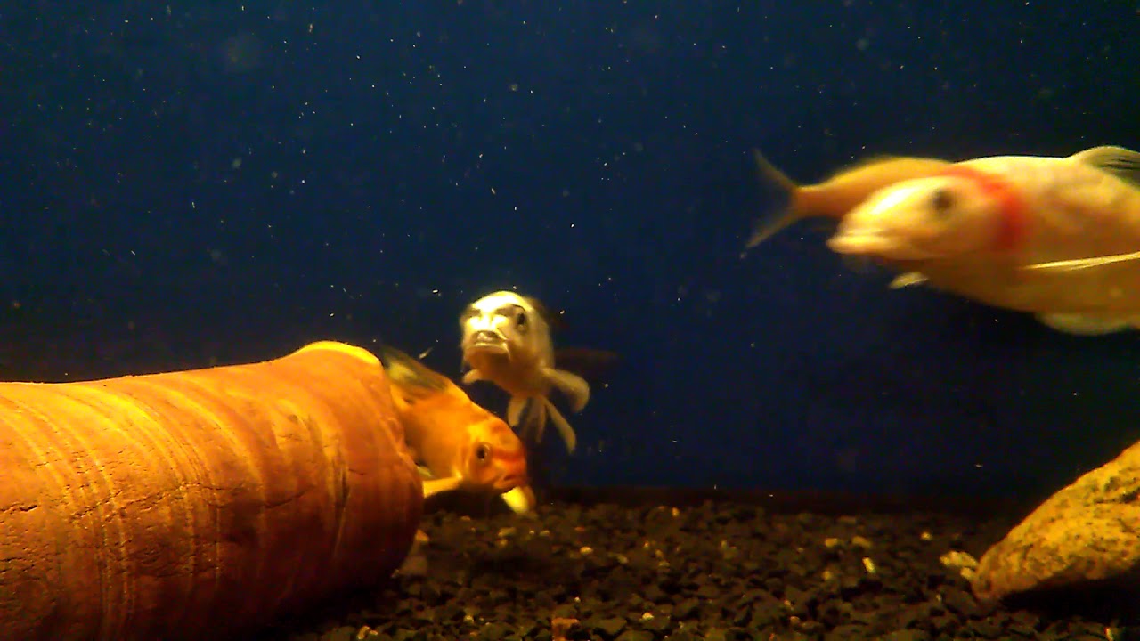 Karpie butterfly Koi - Carp Butterfly Koi - YouTube