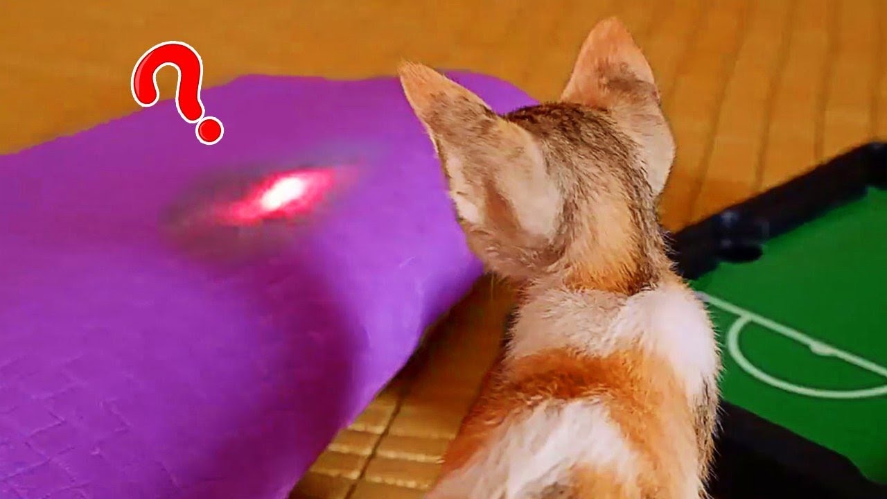 Cats vs Laser Pointer Surprise ♥ So Cute Cats ♥ Best Funny Baby Cat ...