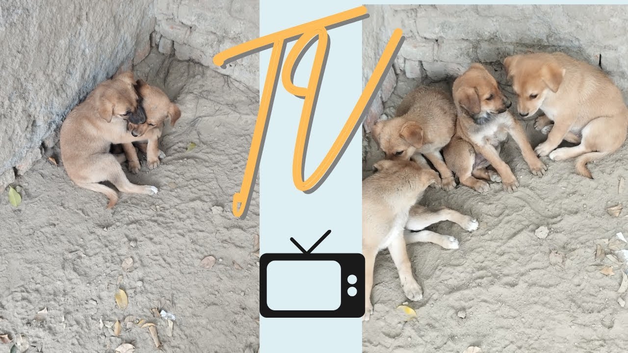 PUPPY Entertainment For Little Dogs To Watch Everyday | puppy tv for ...