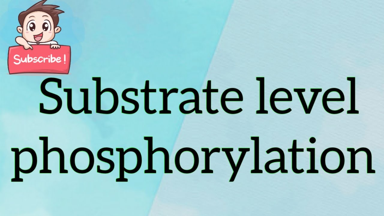 Substrate level phosphorylation - YouTube