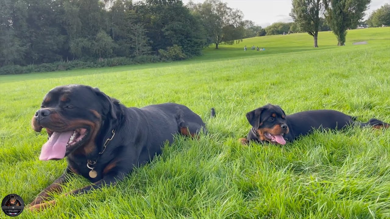 Rottweiler Puppy's First Walk With Her Father - YouTube