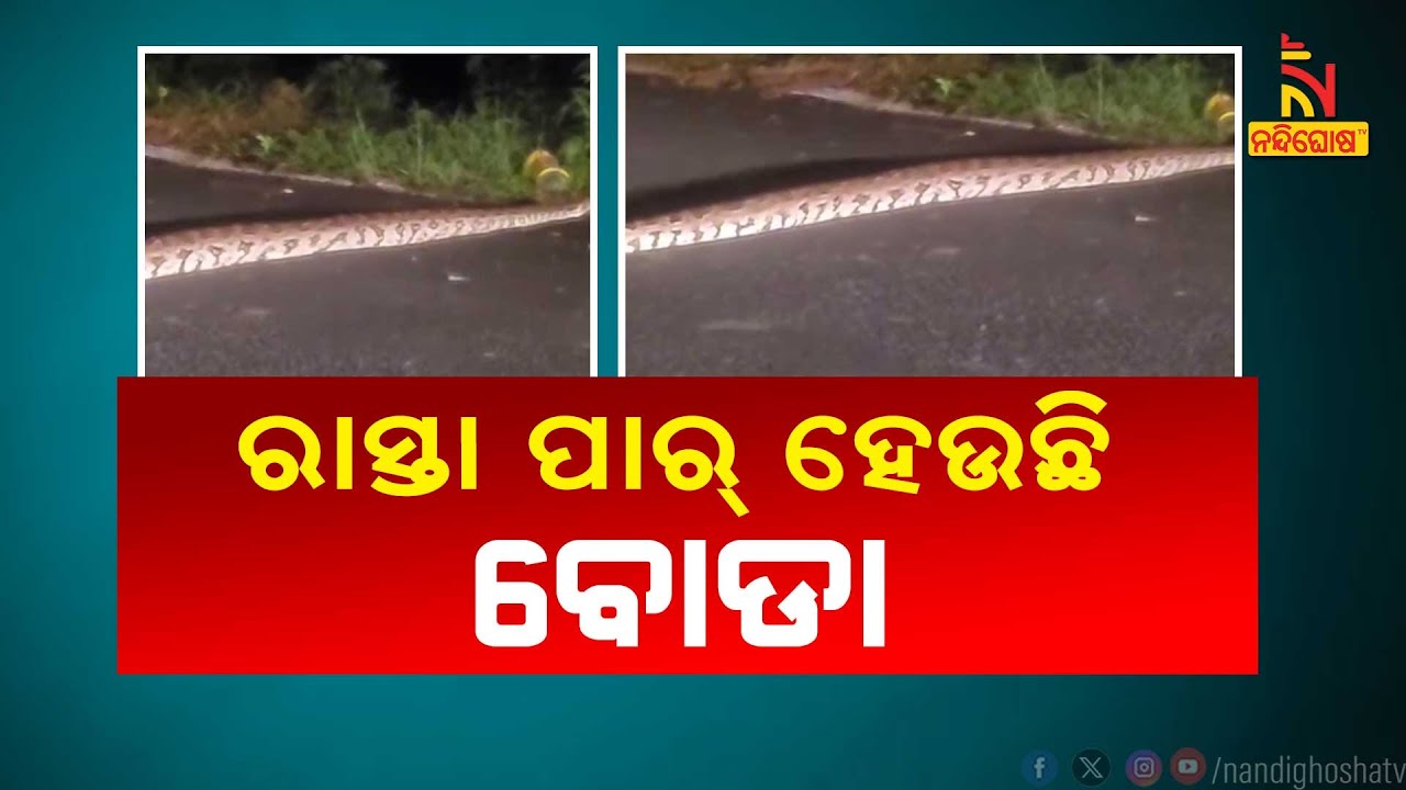 Watch how 8 feet snake crossing road in chandapur | Nandighosha TV ...