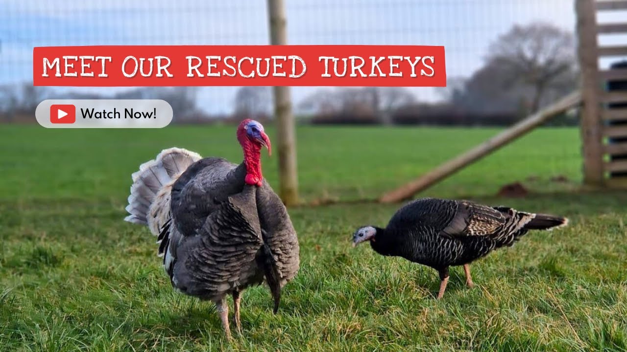 Meet our rescued turkeys 🦃💚 - YouTube