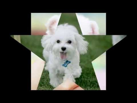 En tatlı yavru kediler - köpekler (Kozmetik kız)