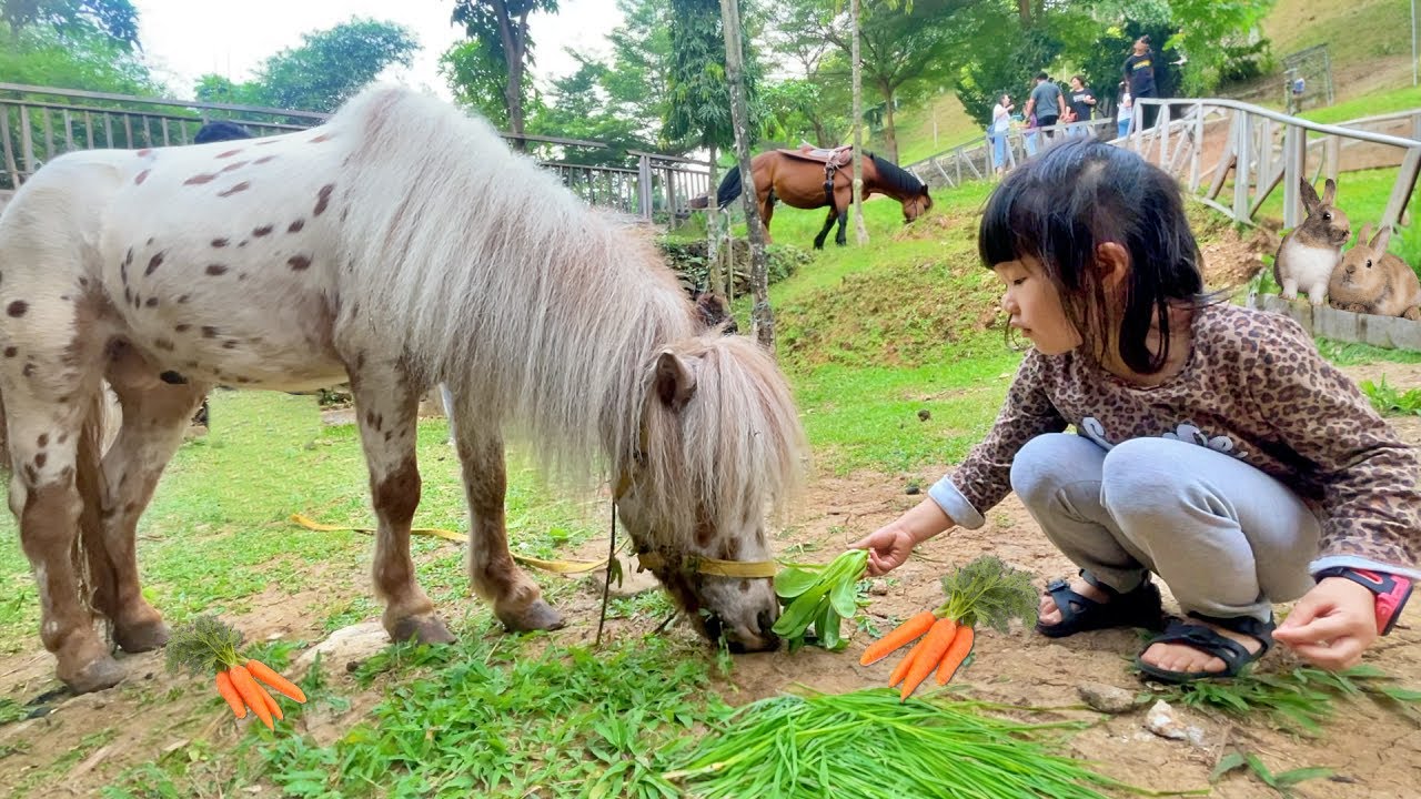 Kasih Makan Kuda Poni Mini, Kelinci dan Kura Kura - Mengenal Binatang ...