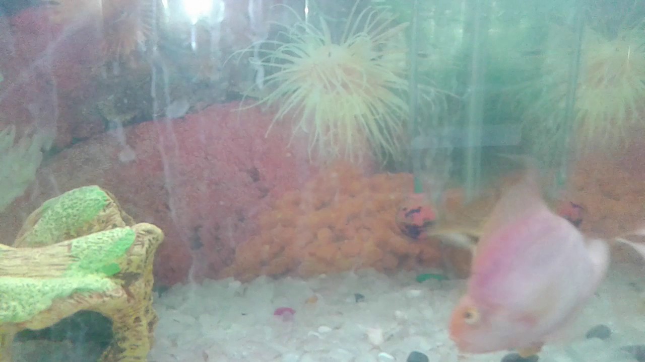 Best kisses of fish - YouTube