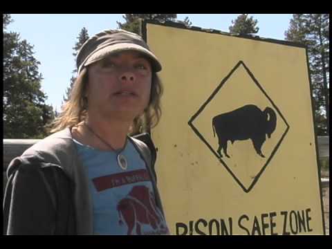 Yellowstone Buffalo Signs for Property Owners and Wildlife Crossings ...
