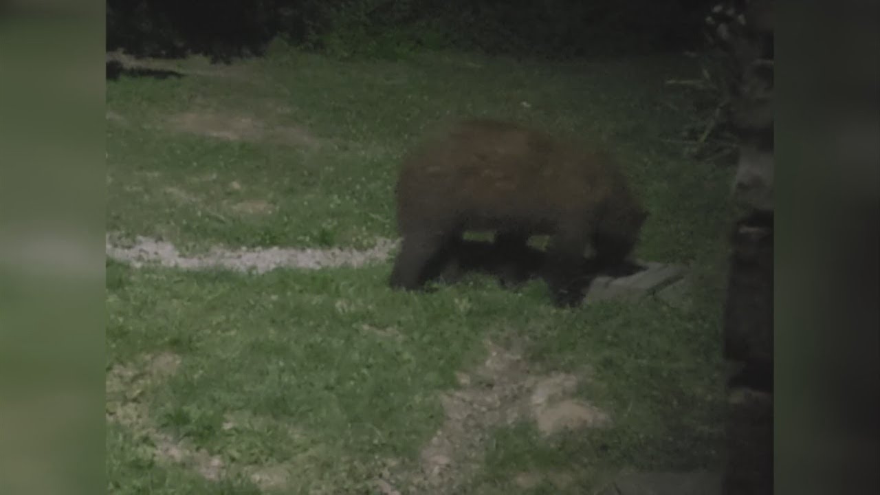 Black bear now spotted in Daviess County, Indiana - YouTube