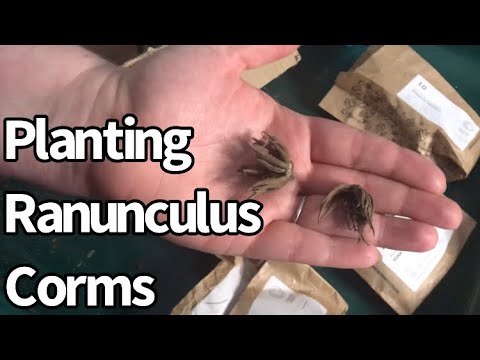How to pre-sprout Ranunculus corms 🌱🌼//NOVICE GARDEN - YouTube