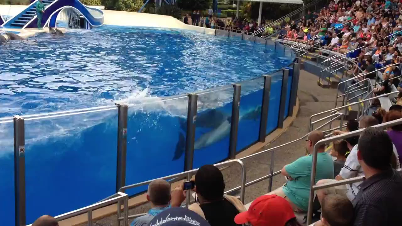 Most amazing moment from Blue Horizons show | SeaWorld, Orlando, FL ...