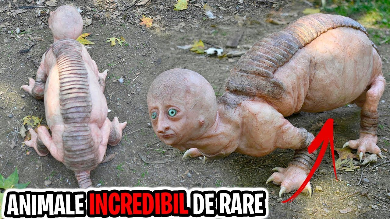 11 Animale CIUDATE Care Se Nasc o Data La 1000 De ANI - YouTube