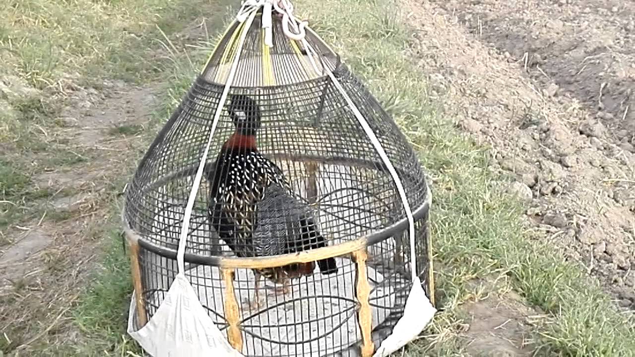 Cobra (kala teeter) - YouTube