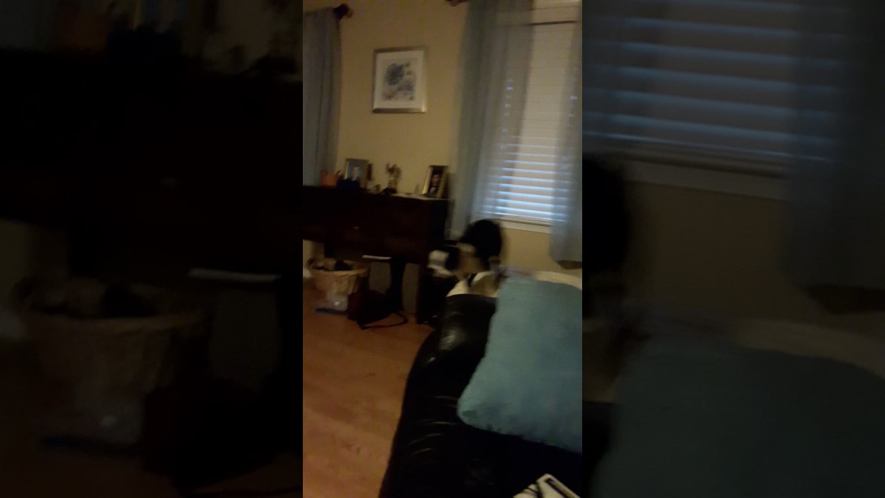 Boston Terrier attacks vacuum cleaner - YouTube