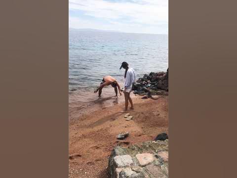 Изворотливый КРАБ быстро исчезает #краб #пляж #море #египет - YouTube