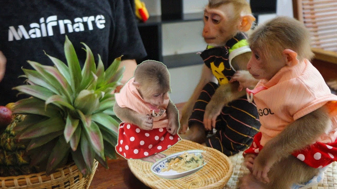 Monkey Bryan and Icy are hungry and monkey Bryan is talking to Dad ...