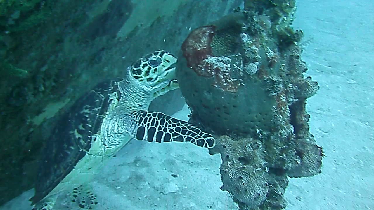 turtle at wreck - YouTube
