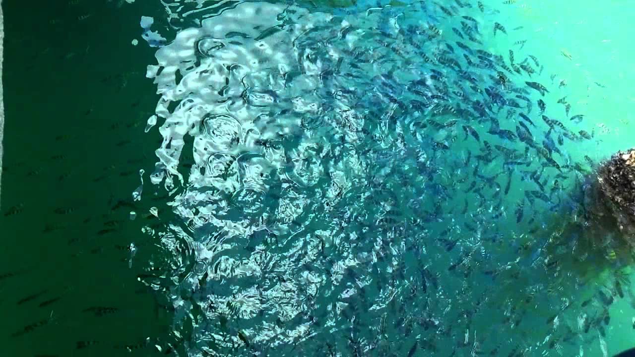 zara fish feeding langkawi - YouTube