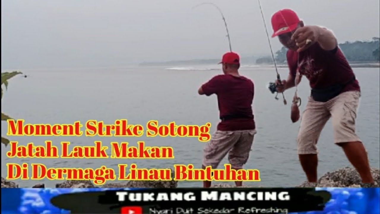 Moment Strike Sotong Jatah Lauk Makan Di Dermaga Linau Bintuhan ...