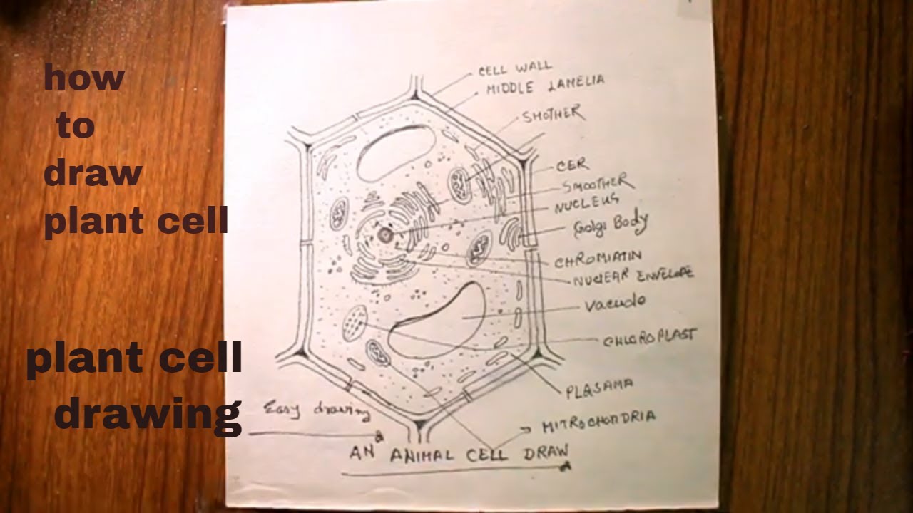 how to draw a plant cell/different parts of Plant cell/plant cell ...