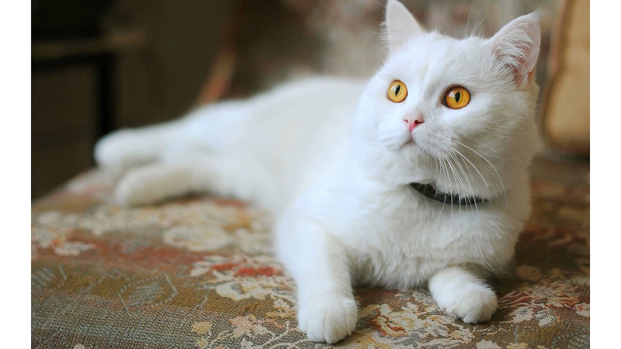 Long hair white cat - YouTube