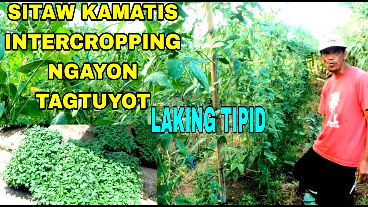 TAGTUYOT INTERCROPPING SITAW KAMATIS - YouTube