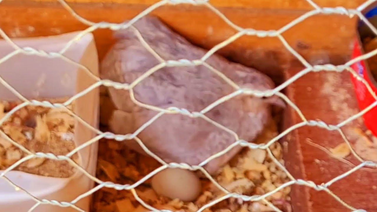 Codorna chinesa no ninho - YouTube