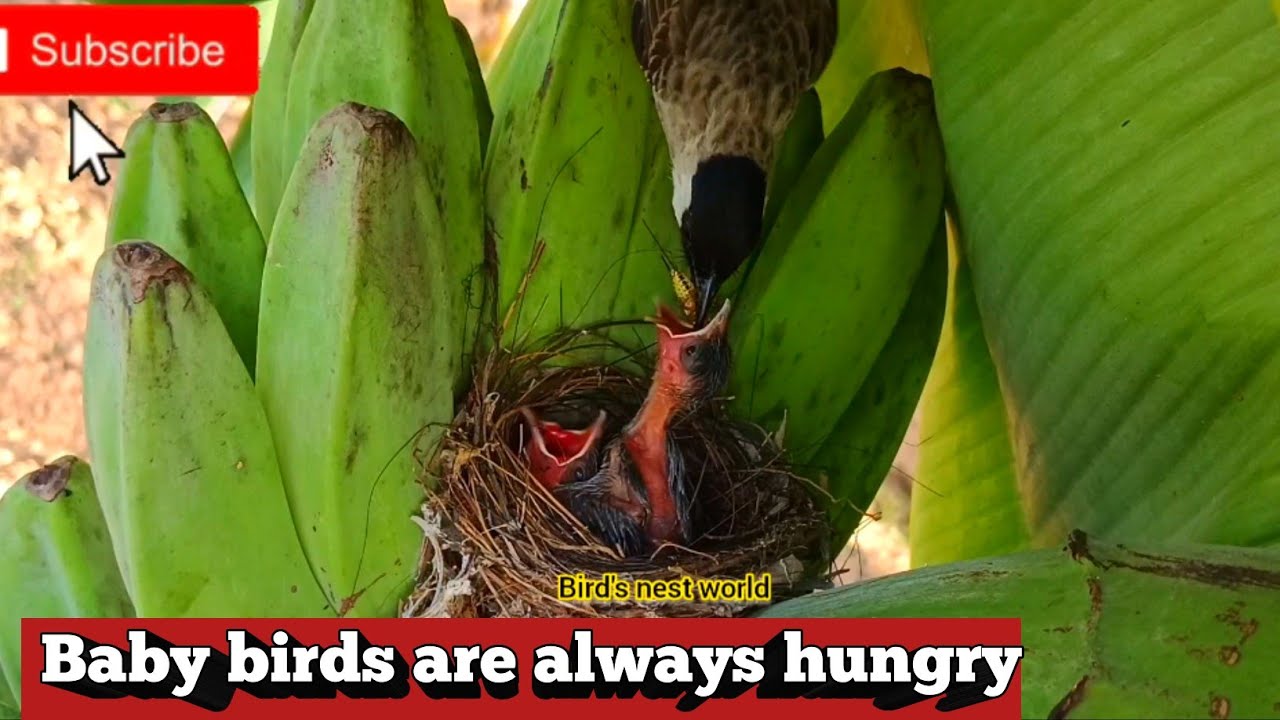 The mother finch continued to bring food to her hungry chicks - YouTube
