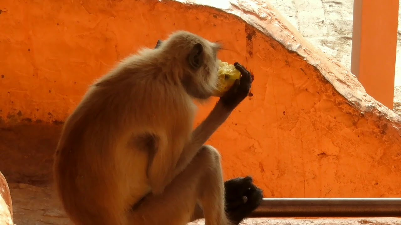 Monkeys Of Veer Hanuman Temple Samod Area - YouTube