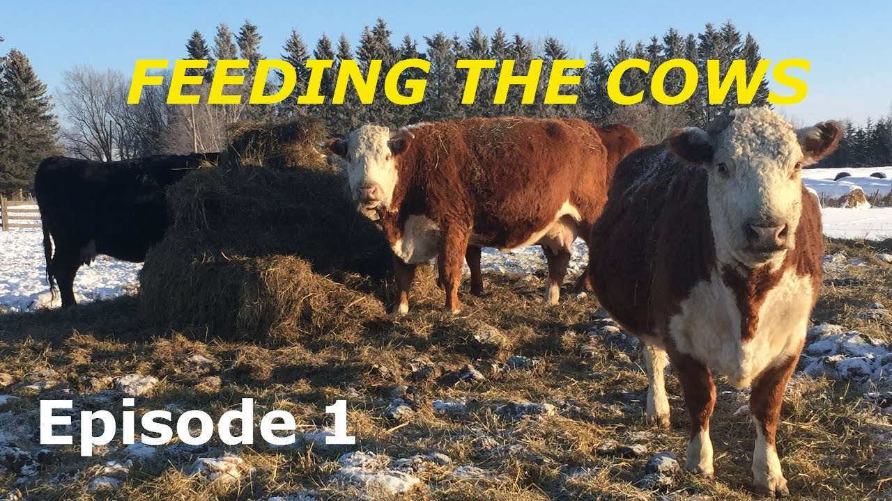 REAL LIFE FARMING / Episode 1 Feeding Cows! - YouTube