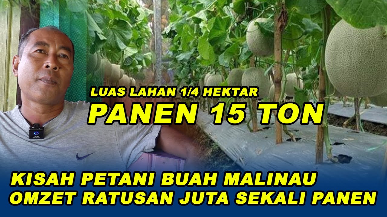 KISAH PETANI BUAH MALINAU, OMZET RATUSAN JUTA SEKALI PANEN | MELON ...