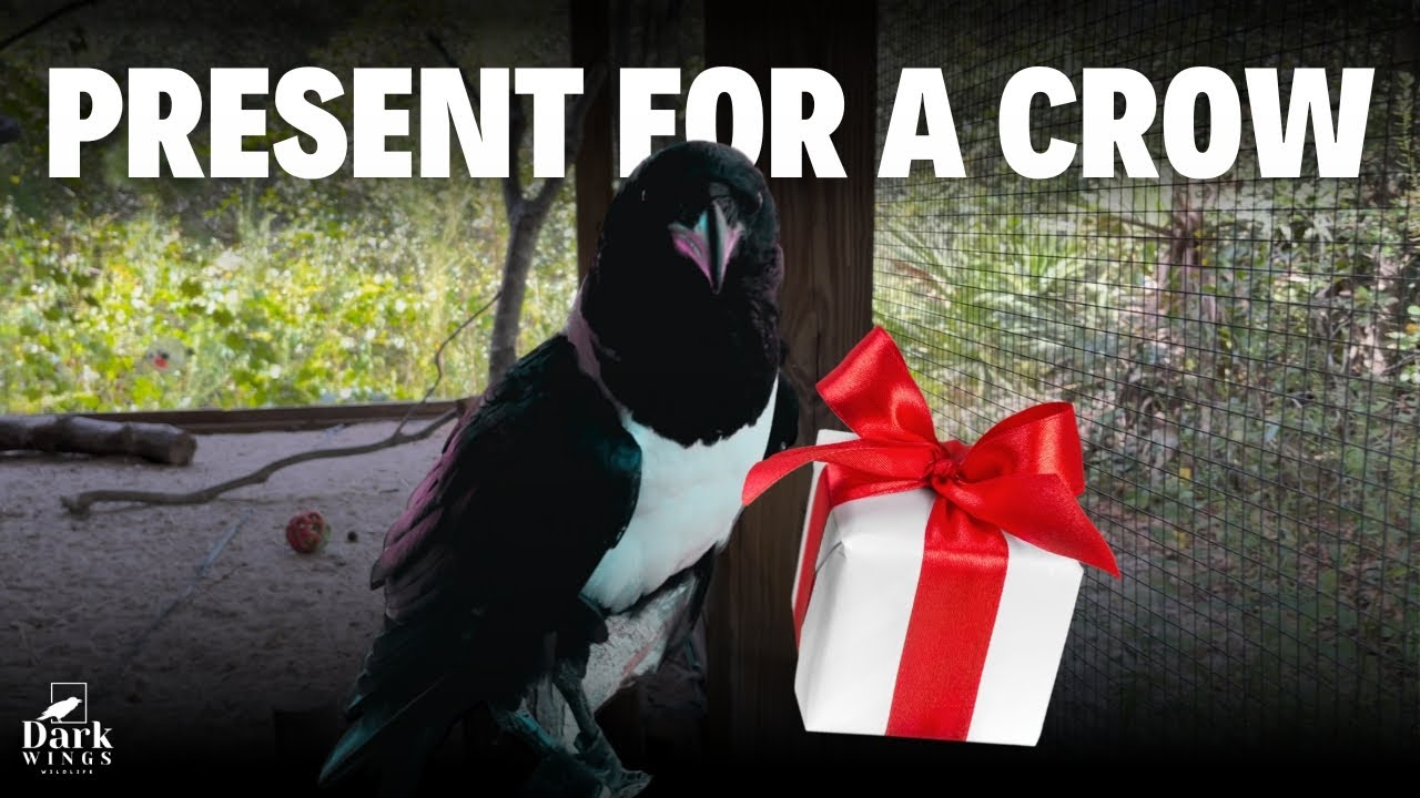 Giving A Crow A Present! - YouTube