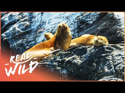 What Can We Learn About The Steller Sea Lion? | The Blue Realm