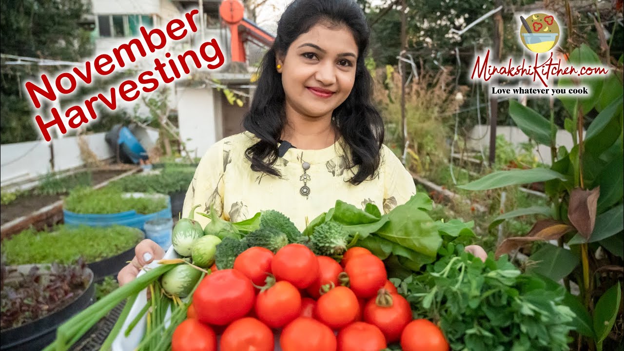 November Harvesting, Tomato Harvesting, Terrace Farming, Urban Farm ...