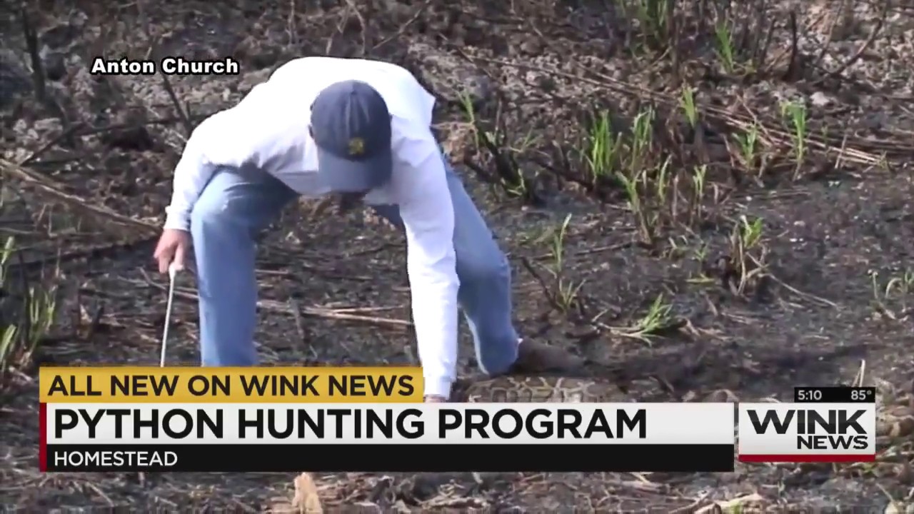 Snake Hunting in South Florida - YouTube