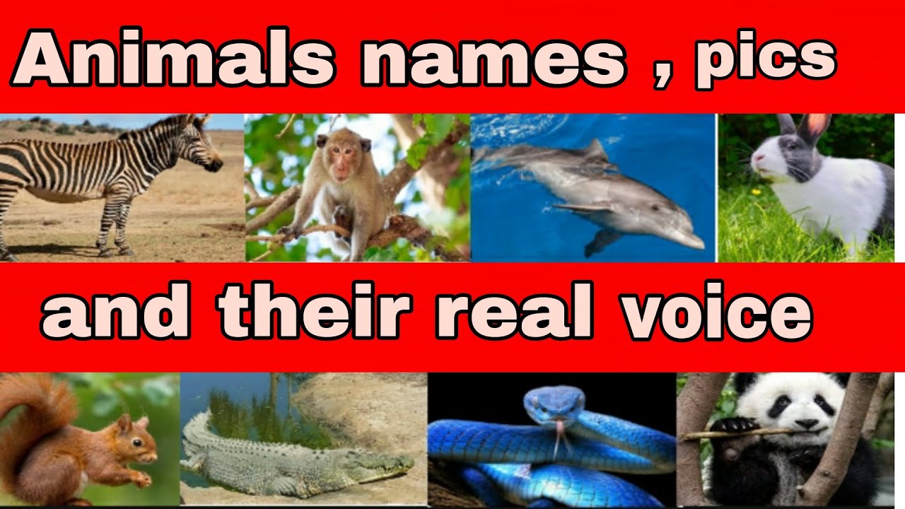 Animals names ,pictures and their real sounds | learning for kids with ...