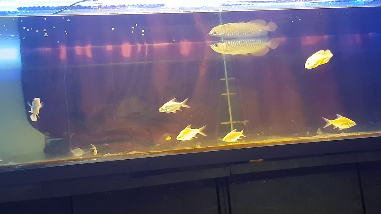 gold arowana 24k gold - YouTube