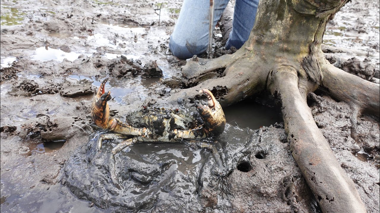 Amazing Catching Huge Mud Crabs In Swamp after Low Tide - YouTube