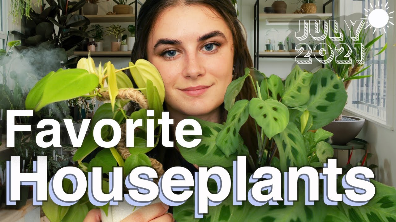 My Favorite Houseplants Best Indoor Plants July 2021 YouTube my-favorite-houseplants-best-indoor-plants-july-2021-youtube