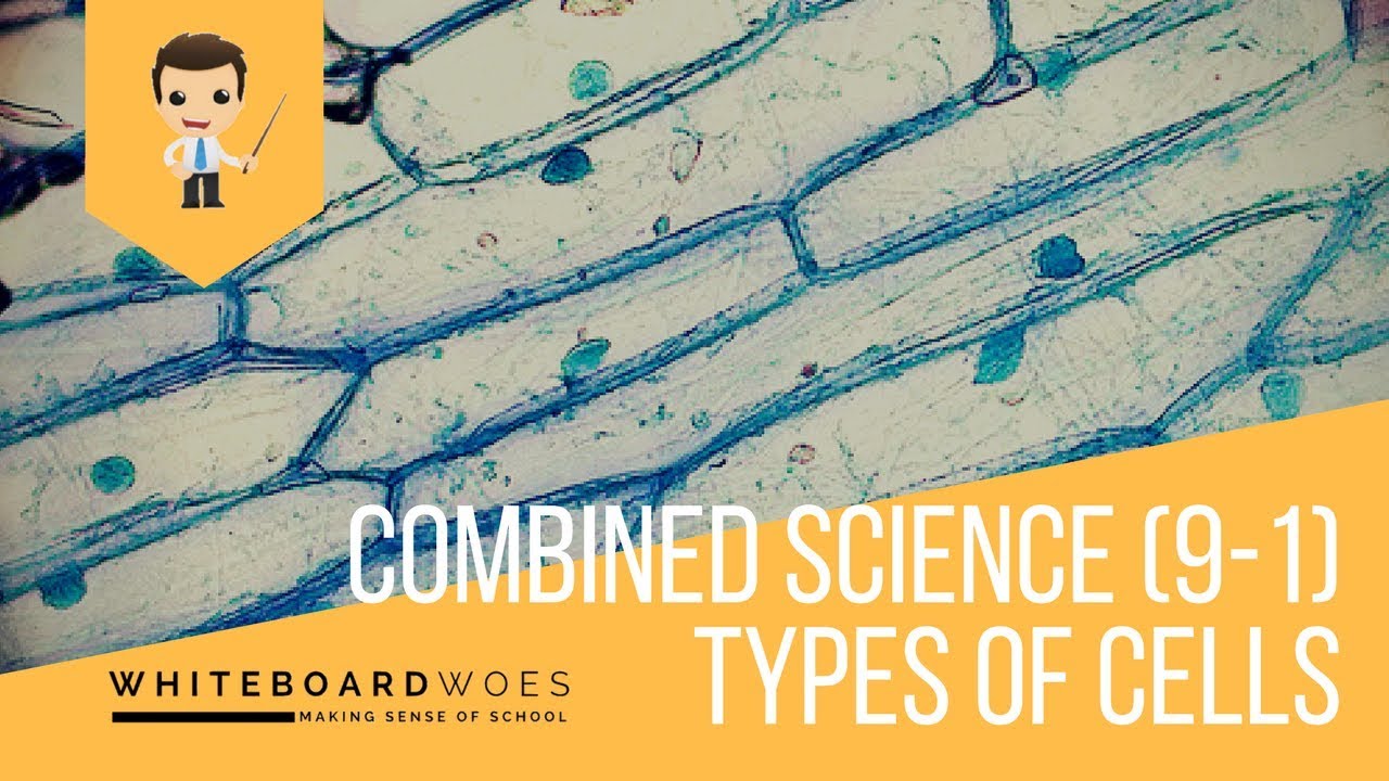 GCSE Combined Science (9-1) Types of Cells - YouTube
